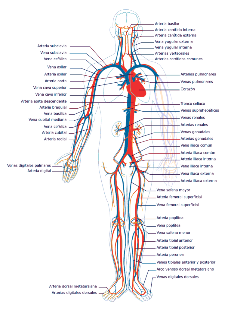 Esquema del sistema circulatorio ¡Fotos & Guía 2024!