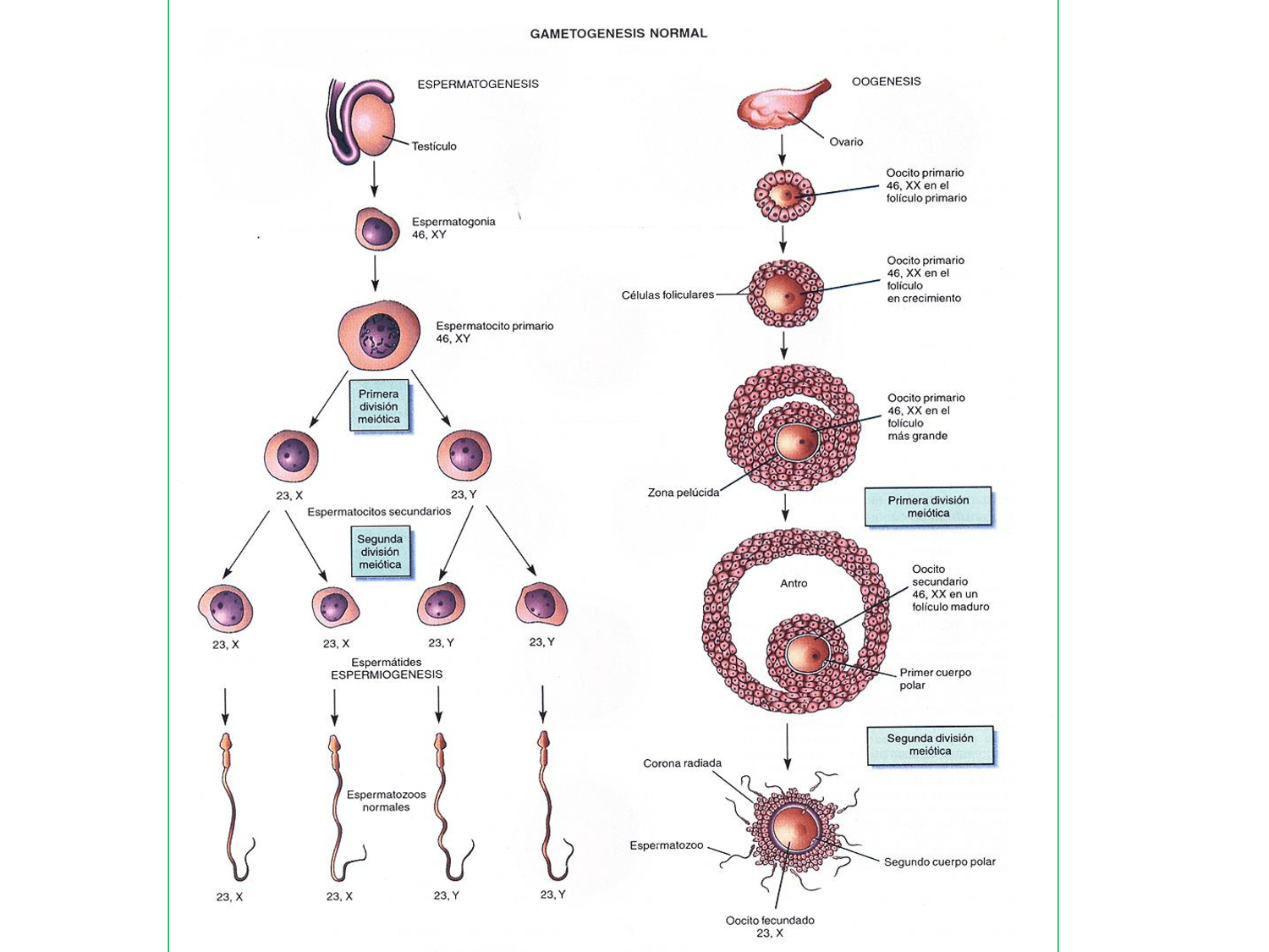 Esquema de la gametogénesis ¡Fotos & Guía 2024!