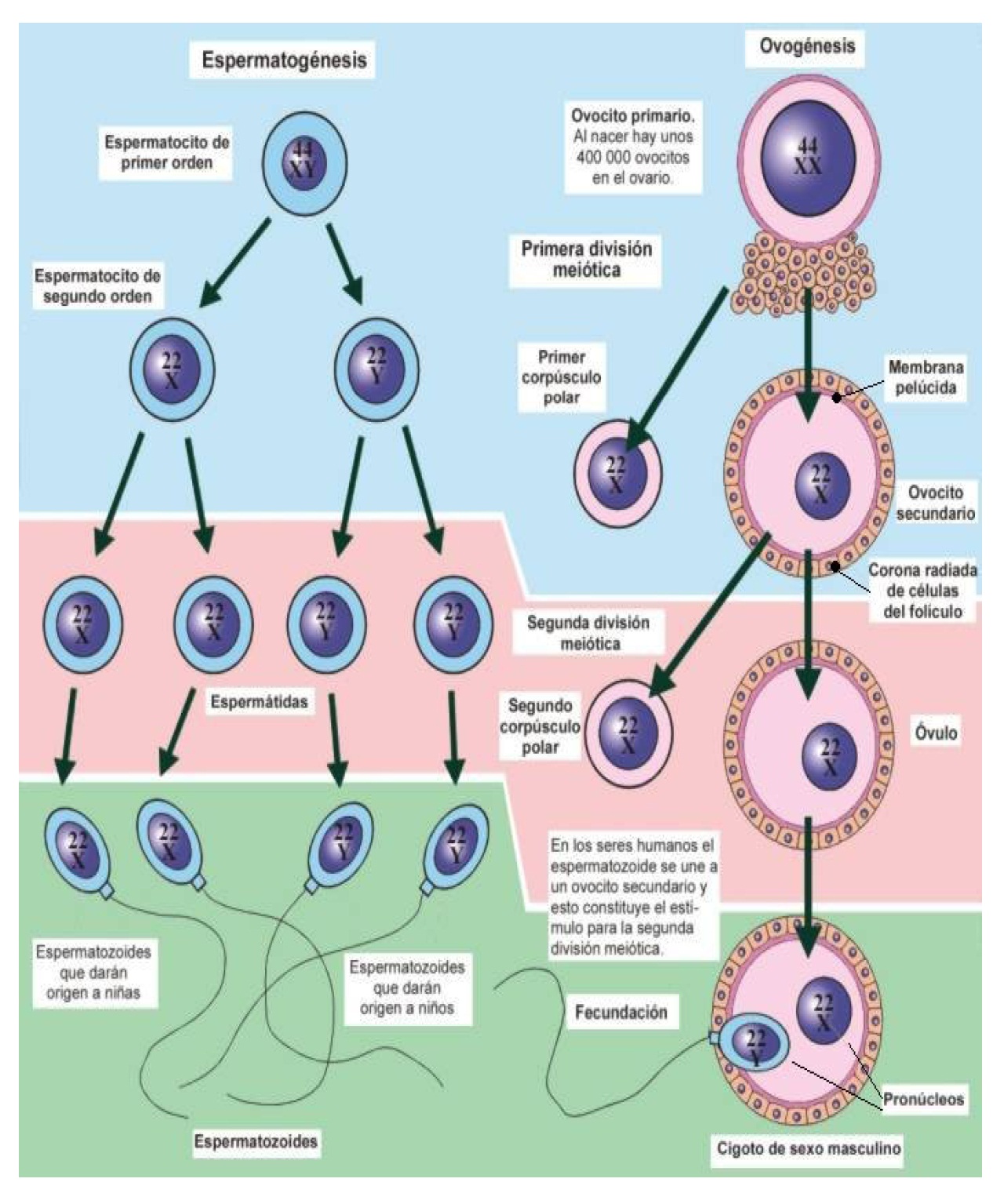 Esquema de la gametogénesis ¡Fotos & Guía 2024!