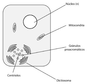 Esquema de la gametogénesis ¡Fotos & Guía 2024!