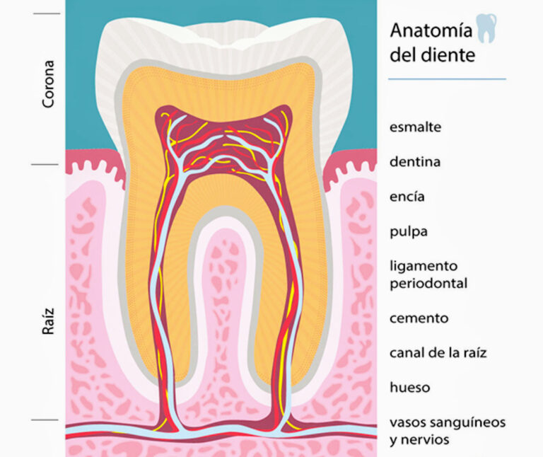 Esquema de los dientes ¡Fotos & Guía 2024!