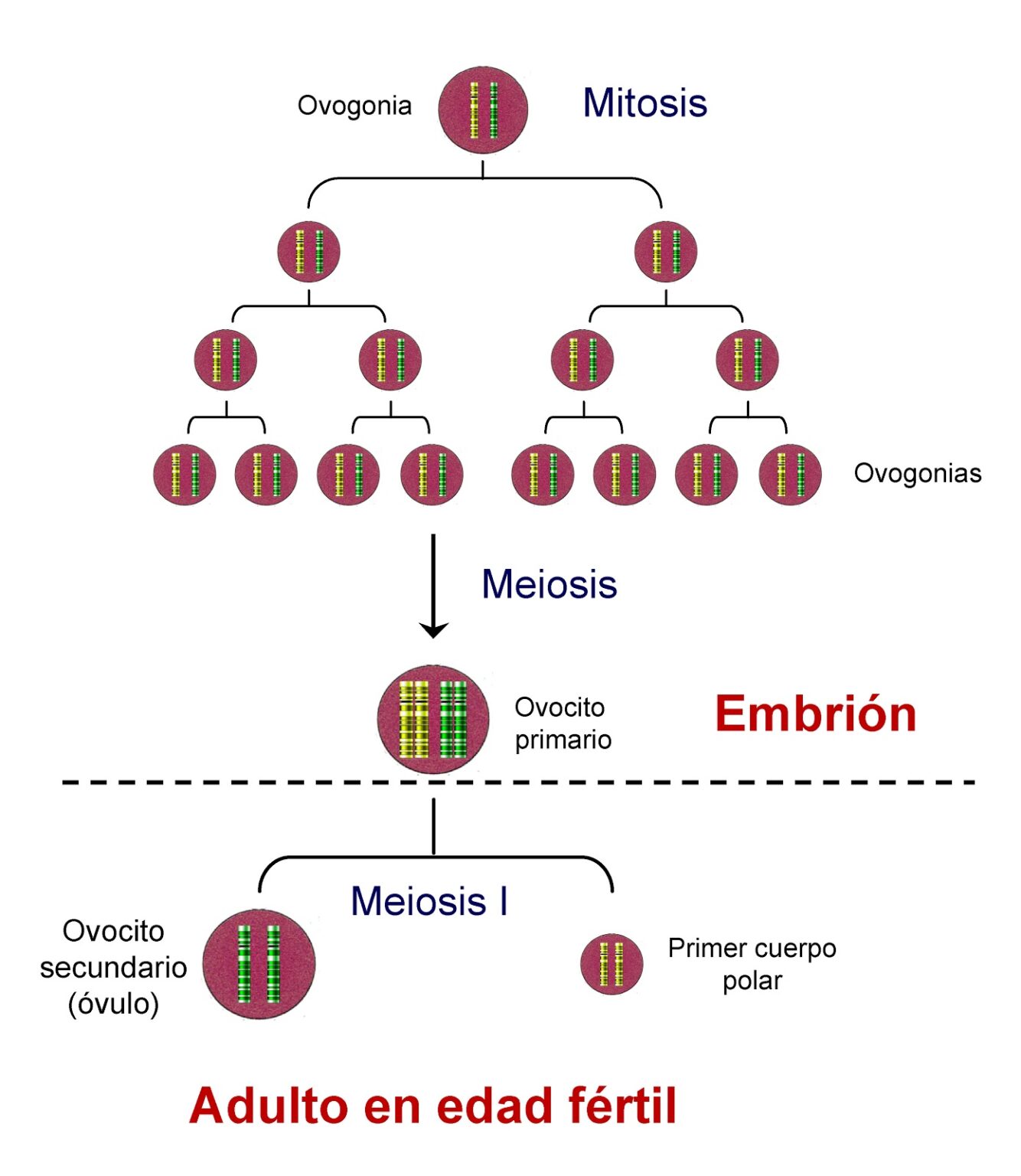 Esquema de ovogénesis ¡Fotos & Guía 2024!