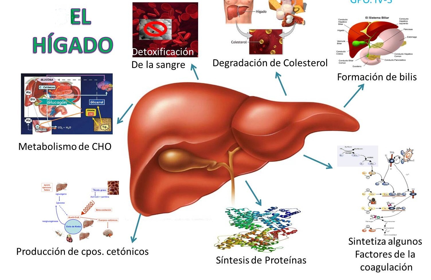 Esquema del hígado ¡Fotos & Guía 2024!