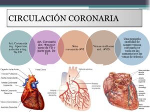 Esquema de circulación coronaria ¡Fotos & Guía 2024!
