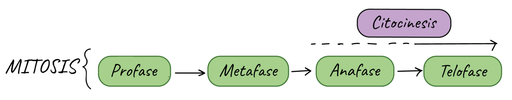 Esquema de la mitosis ¡Fotos & Guía 2024!