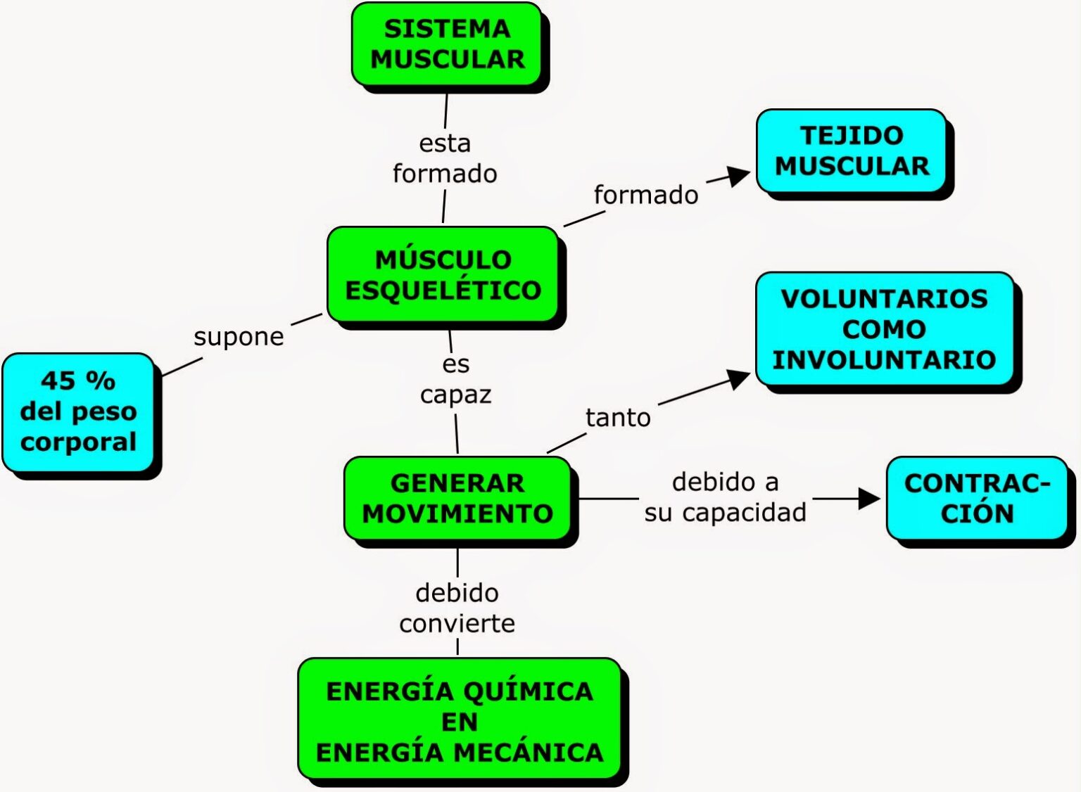 Esquema del sistema muscular ¡Fotos & Guía 2024! Esquema del sistema muscular ¡Fotos & Guía 2024!