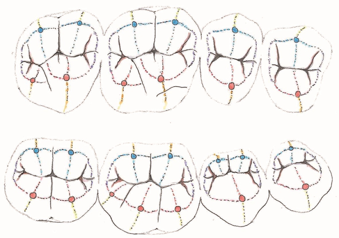 Esquema dental ¡Fotos & Guía 2024!