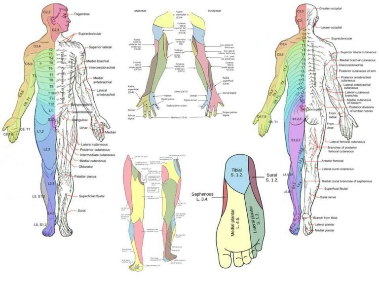 Esquema de dermatomas ¡Fotos & Guía 2024!